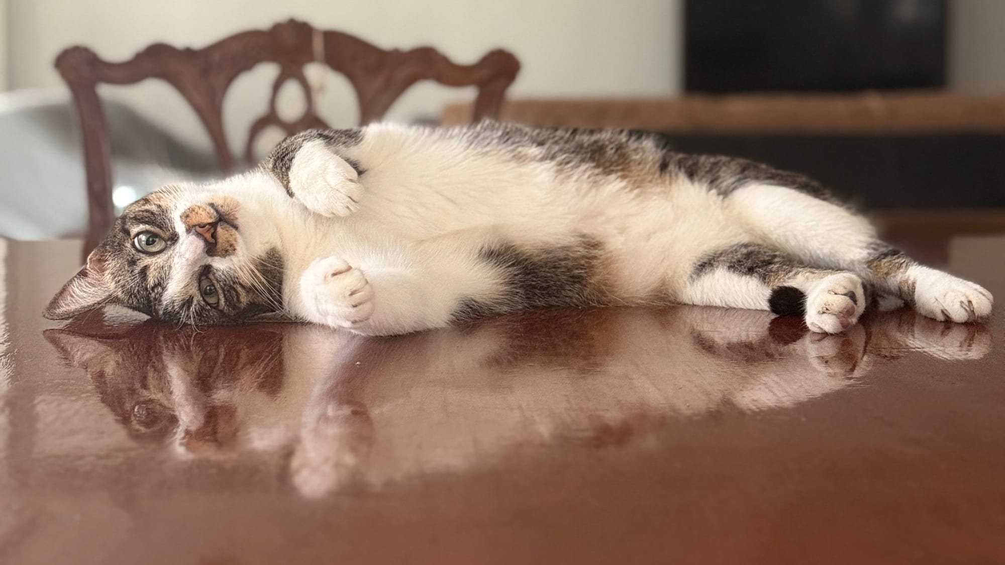 Why Earning Love from Creatures Who Might Eat Your Face Is Actually Healthy